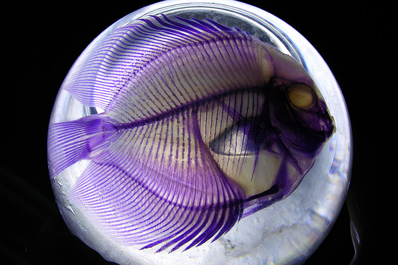 CIB - Centro de investigaciones Biológicas