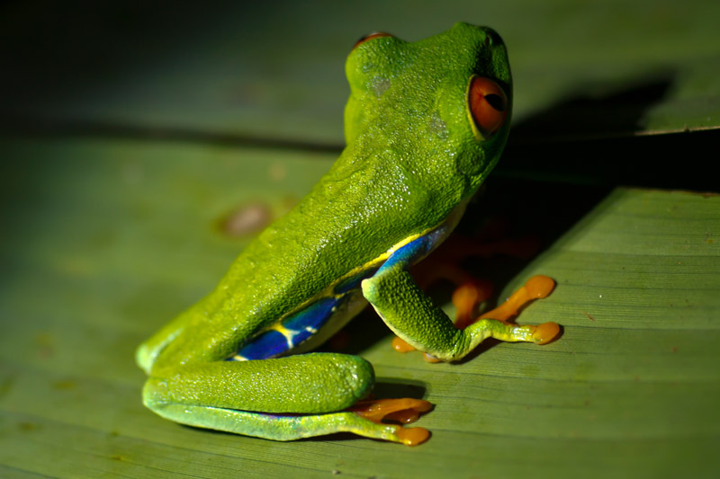 CIB - Centro de investigaciones Biológicas